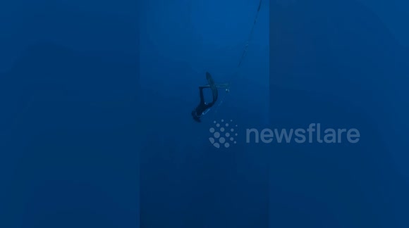 Divers rescue ray tangled in fishing rope while circled by "sharks ...