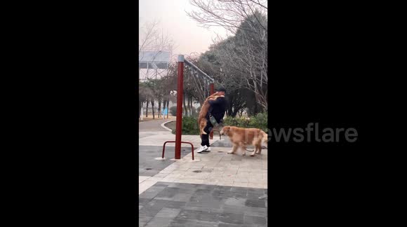 China: Chinese man and golden retriever fall off swing after losing ...