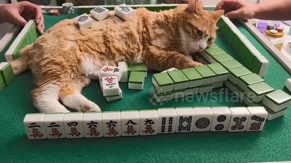 China: Orange cat lies at center of mahjong table as Chinese players ...