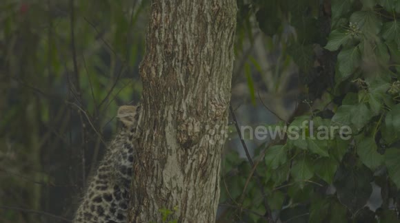 Austria: Rare Amur Leopard Cub Born At World Oldest Zoo - Buy, Sell or ...