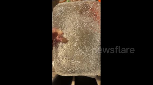 China: Chinese resident captures shocking moment of a fish still alive ...