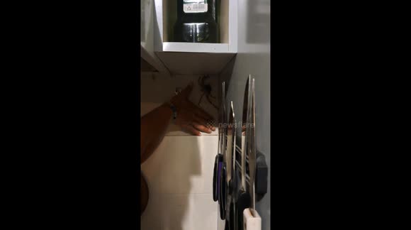 Giant huntsman spider spotted in kitchen in Braemore, Queensland ...