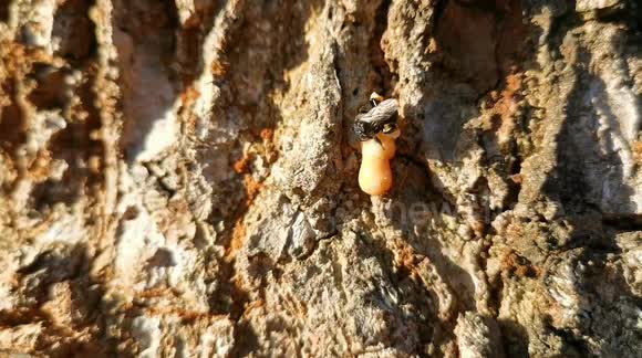 Bees often take sap from mango trees to make propolis, a glue that ...