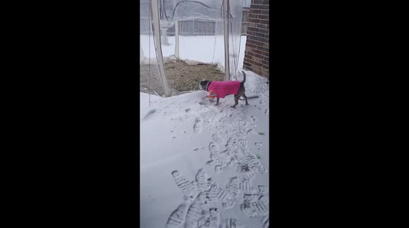 Dogs Pooping and Peeing During Snow Storm - Buy, Sell or Upload Video ...