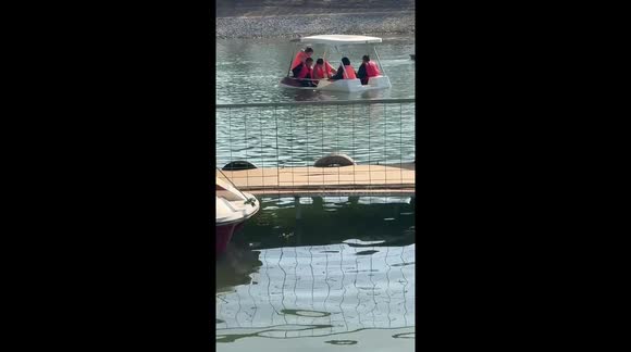 Pedal boat sinks with tourists on board in middle of lake - Buy, Sell ...