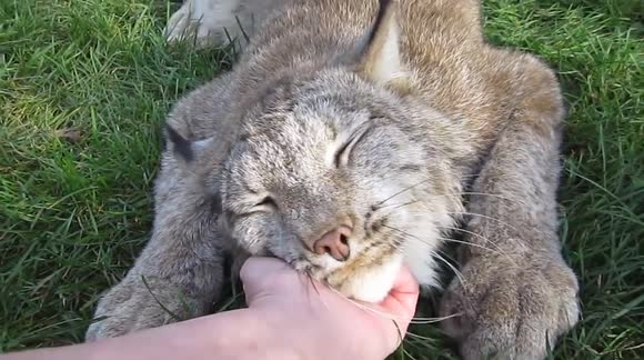 Canada lynx enjoy cuddles from carer - Buy, Sell or Upload Video ...