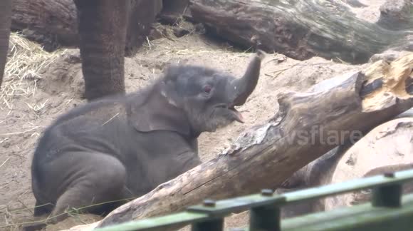Cute baby elephant keeps falling over - Buy, Sell or Upload Video ...
