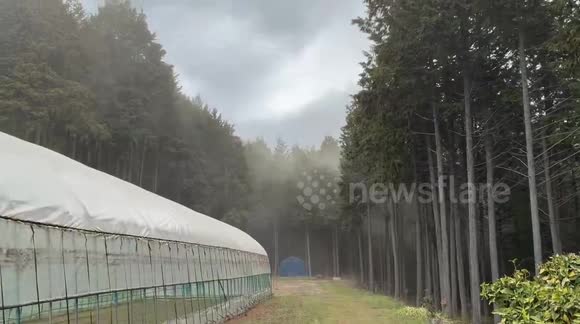 Japan: Pollen Season Peaks as Rising Temperatures Spread Heavy ...
