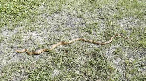 Amazing Footage of Snake Crossing Path AND THEN CLIMBING A TREE in ...