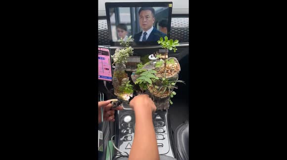 Chinese taxi driver wows passengers with fish tank and bonsai tree ...