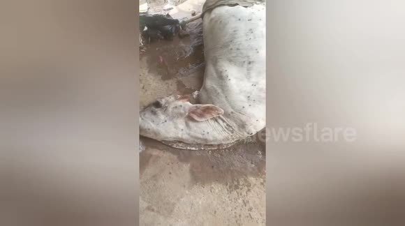India: Social organisation rescued a female cow is lying cuted by ...