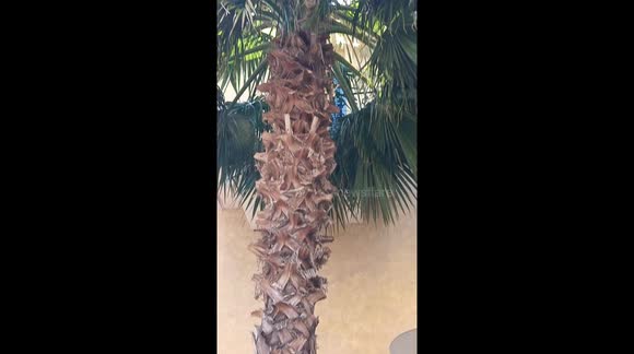 Sirmione, Europe, vertical POV walking past Scaliger Castle, palm trees ...