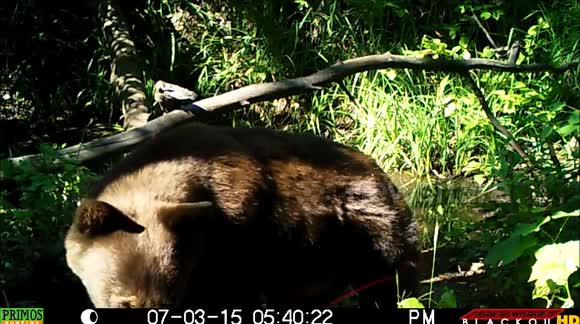 Bear Rips Camera off Tree 07052015 - Buy, Sell or Upload Video Content ...