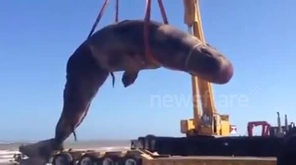 Sperm Whale Explodes On Truck