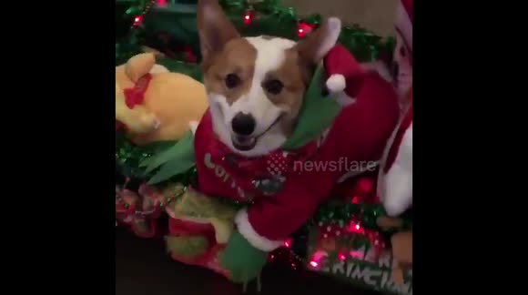 Corgi dressed as the Grinch - Buy, Sell or Upload Video Content with ...