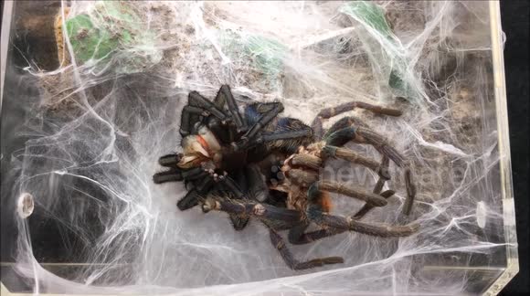 This is how tarantulas molt their own skin - Buy, Sell or Upload Video ...