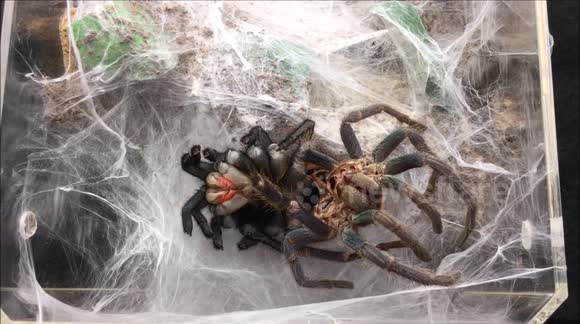 Tarantula sheds skin in impressive time-lapse - Buy, Sell or Upload ...