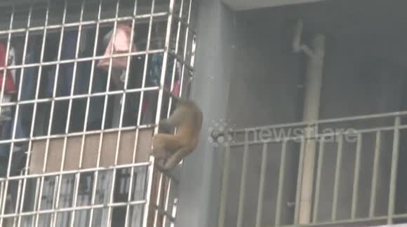Monkey invades urban homes in southwest China - Buy, Sell or Upload ...