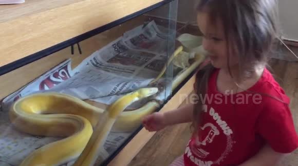 Adorable four-year-old not scared of 10ft python at all - Buy, Sell or ...