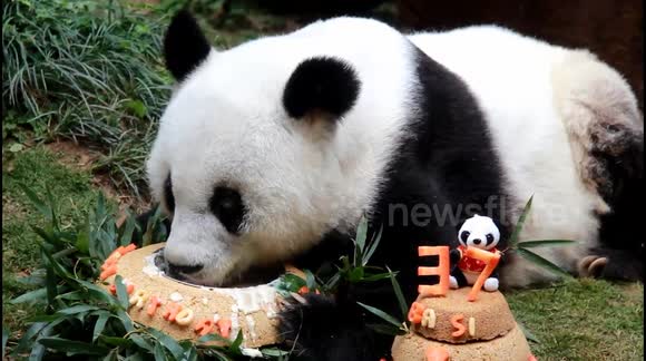 The longest life-expectancy panda celebrates her 37-year-old birthday ...