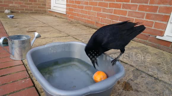 Cute crow playing with ball - Buy, Sell or Upload Video Content with ...