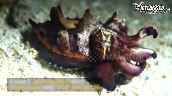 The Jetlagged: A Flamboyant Cuttlefish flashing its colours - Buy, Sell ...