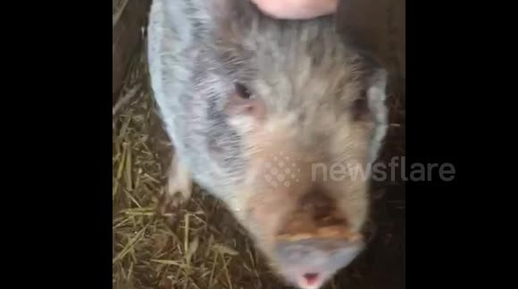 Barking pig =FULL RAW UNEDITED VERSION= - Buy, Sell or Upload Video ...